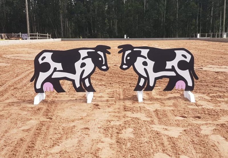 Cows – Just Jump It Show Jumps